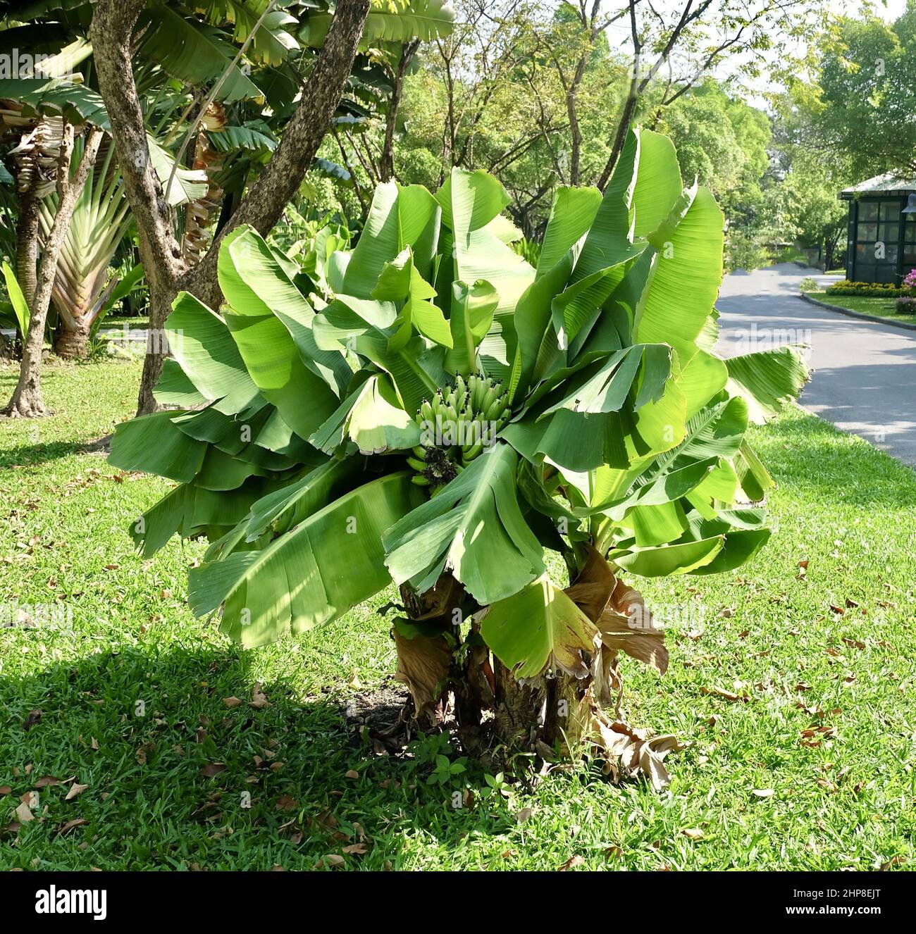 Ecological Concept, Tropical Tiny Banana Tree with Banana Fruits in A ...