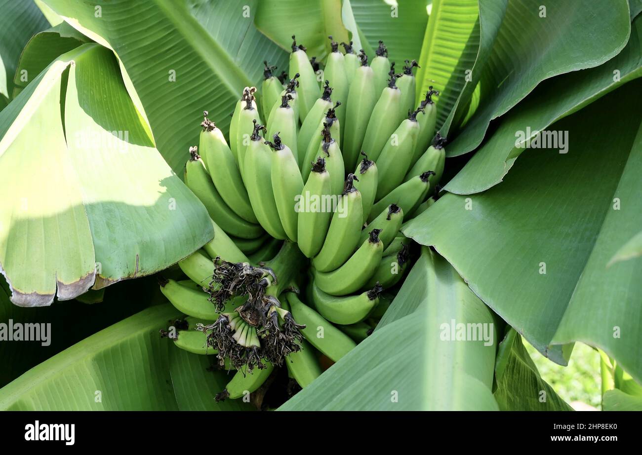 Ecological Concept, Tropical Banana Tree with Banana Fruits in A ...