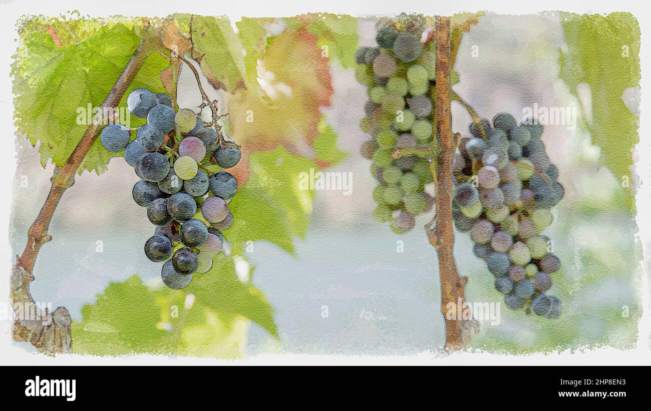 Cluster of grapes close up for harvesting and wine making Stock Photo ...