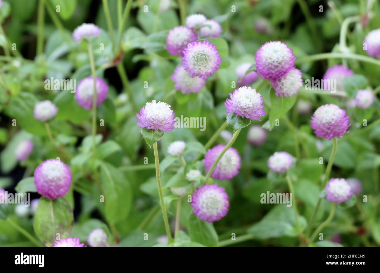 Flower and Plant, Fresh Purple Globe Amaranth, Gomphrena Globosa ...