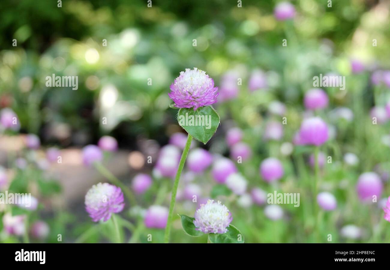 Flower and Plant, Fresh Purple Globe Amaranth, Gomphrena Globosa ...