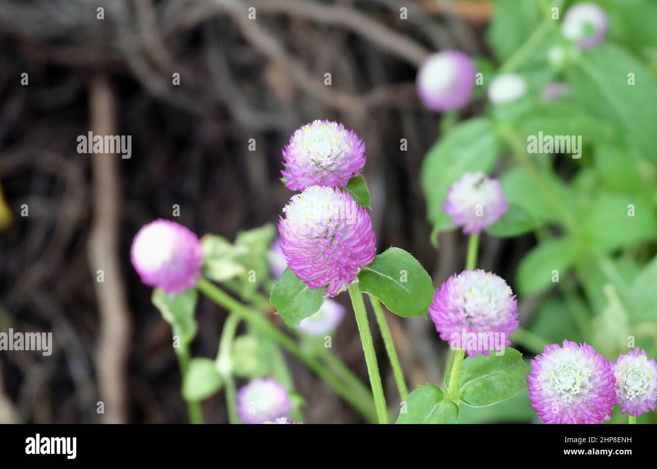Makhmali flower hi-res stock photography and images - Alamy