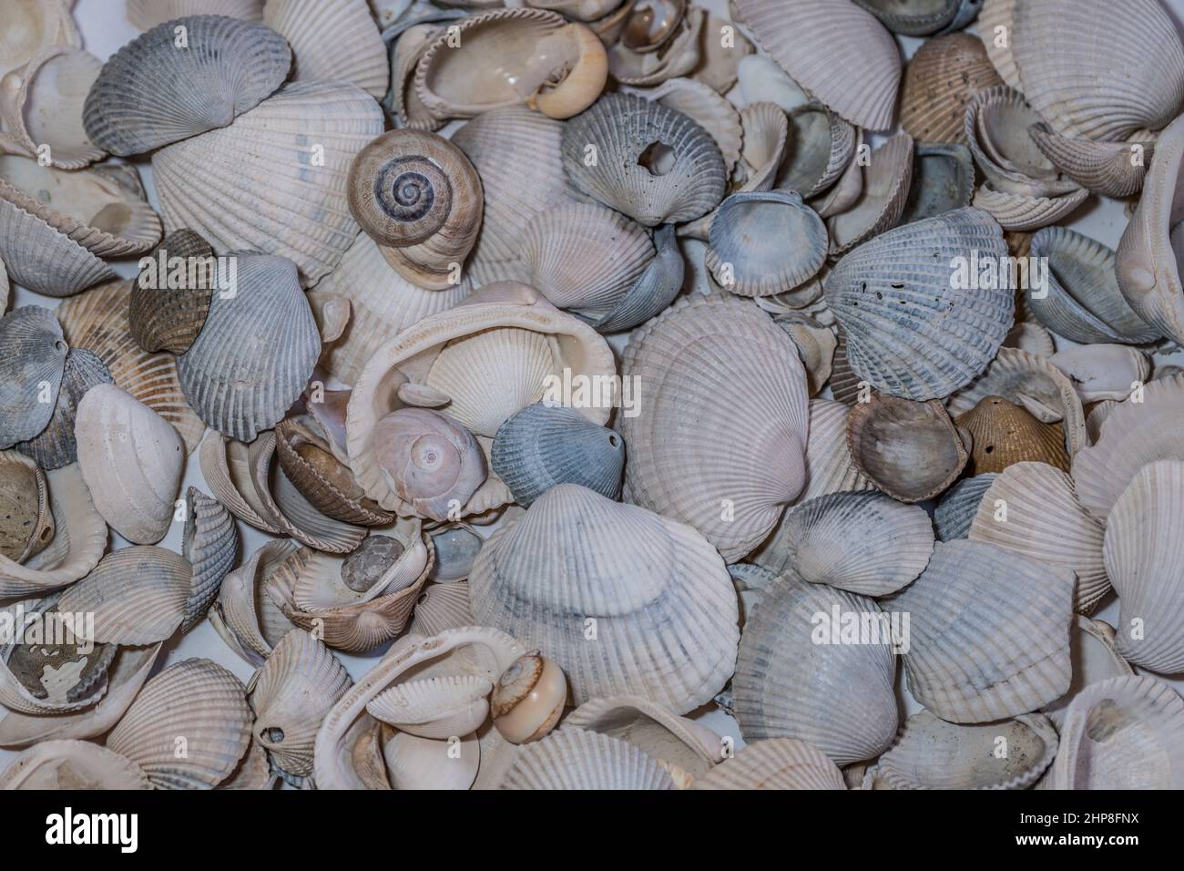 Different shape sizes and color seashells laying in a pile flat on a ...