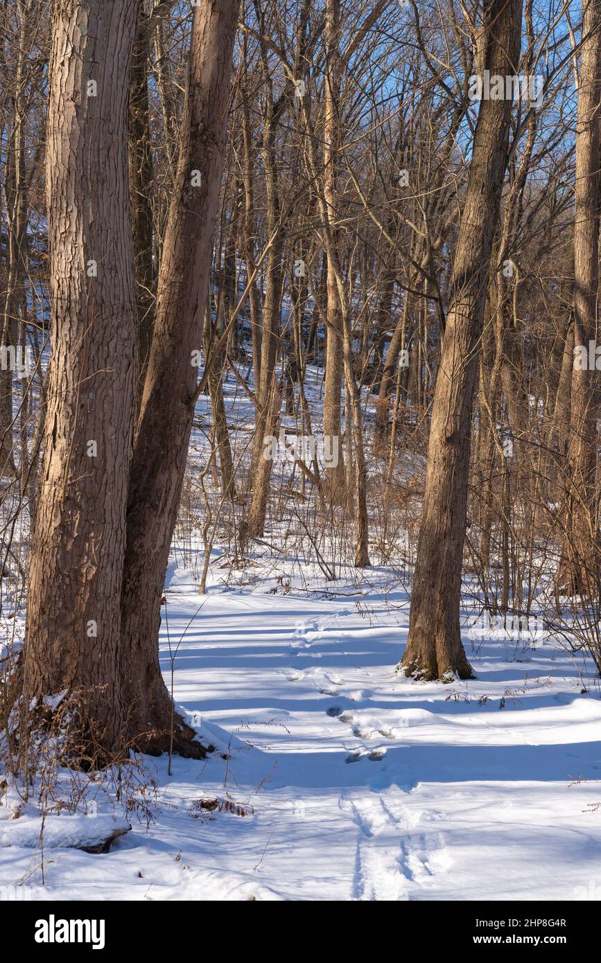 Hiking trail through Illinois Canyon after a Winter snow. Starved Rock ...