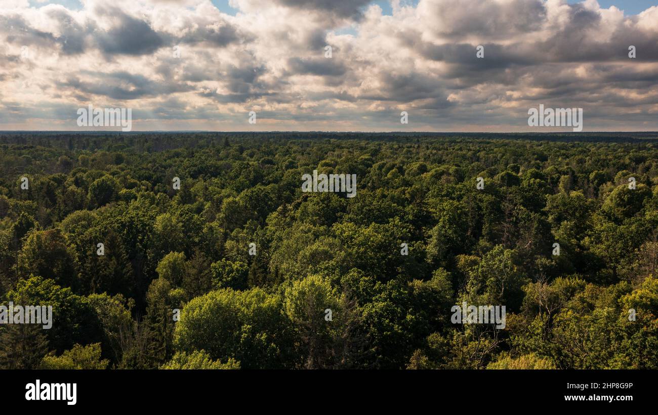 Polish part of Bialowieza Forest to east from Hajnowka aerial view with ...