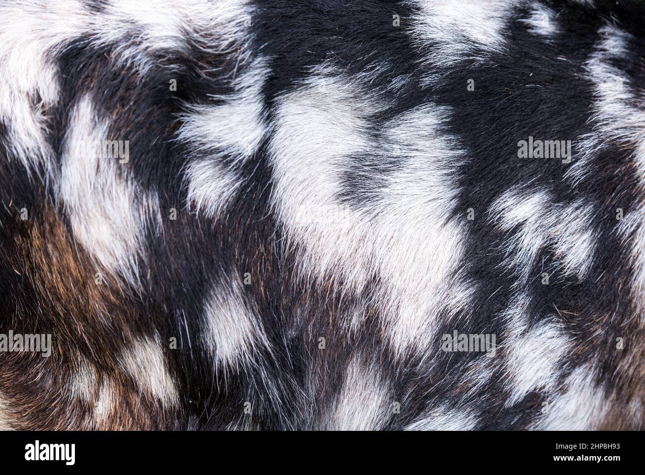Goat hair texture hi-res stock photography and images - Alamy