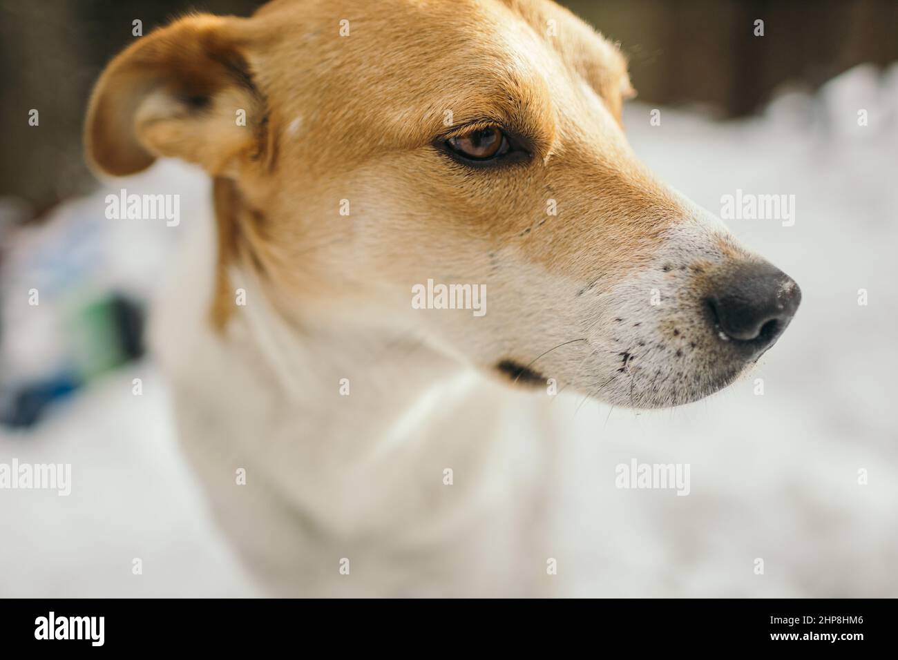 A close up of a dog Stock Photo - Alamy