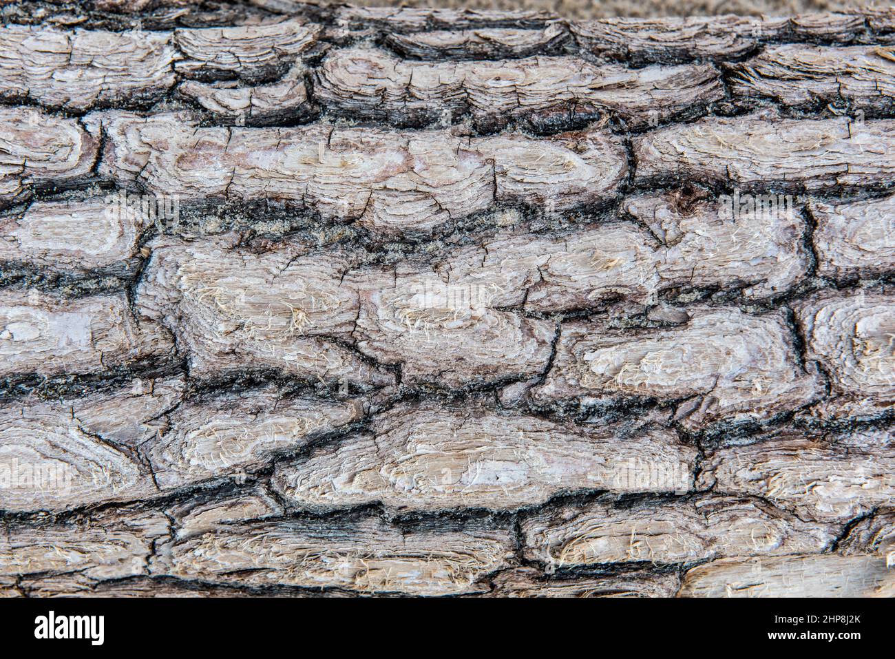 Natural structure of the bark of a pine tree texture Stock Photo - Alamy