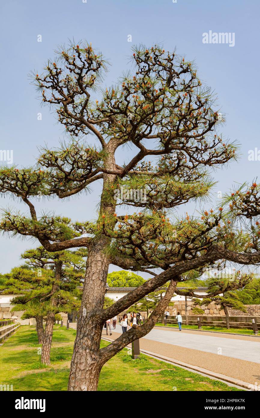 Beautiful garden of Osaka Castle, Osaka, Japan Stock Photo - Alamy
