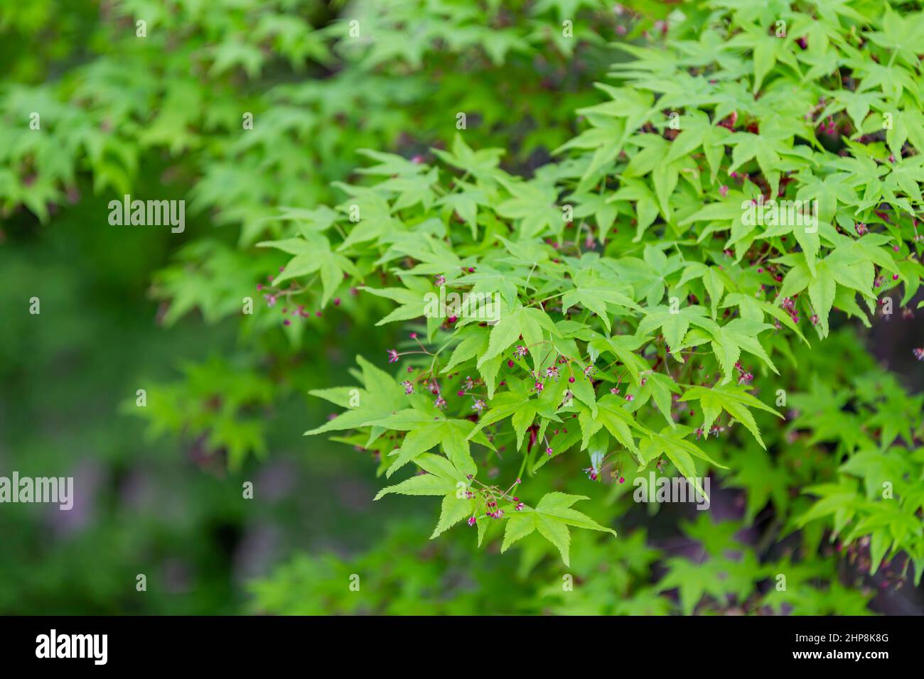Close up shot of green maple tree at Osaka, Japan Stock Photo - Alamy