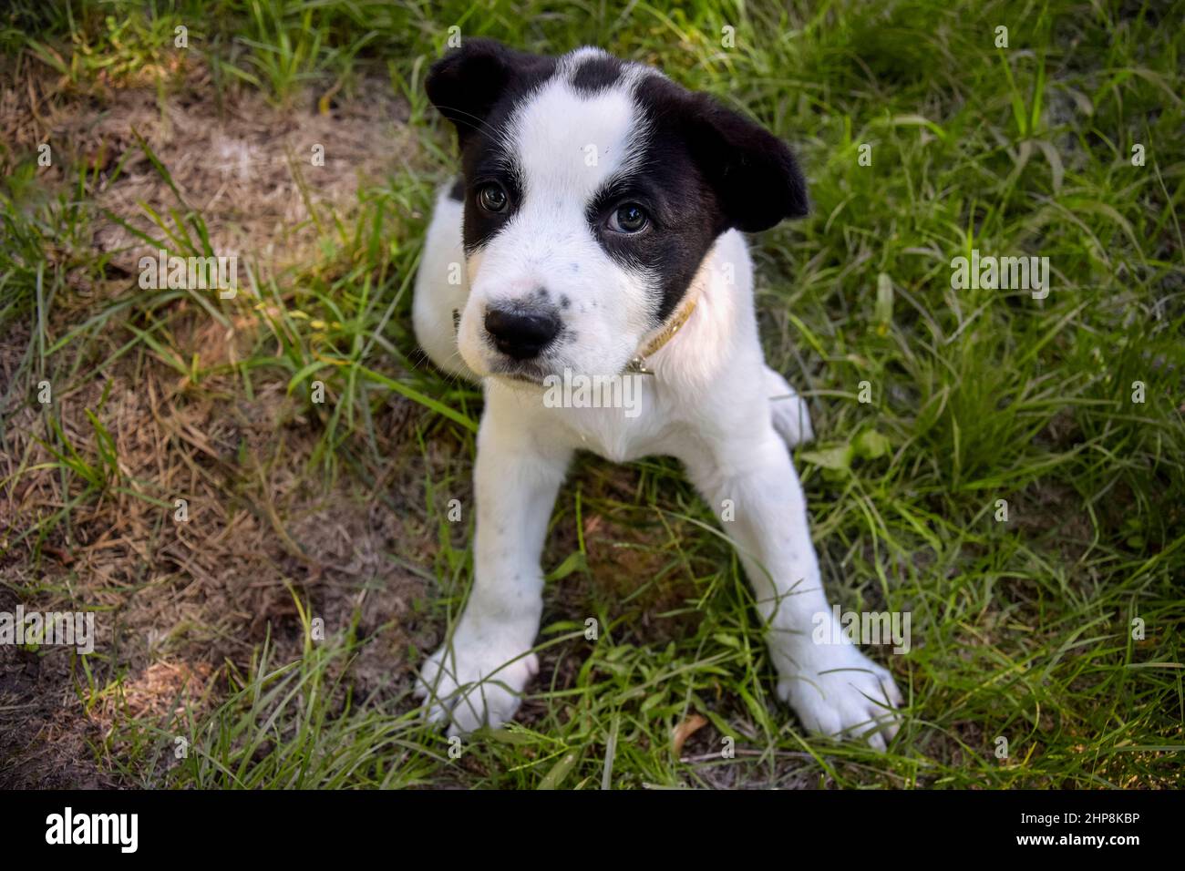 Breed central asian shepherd hi-res stock photography and images - Alamy