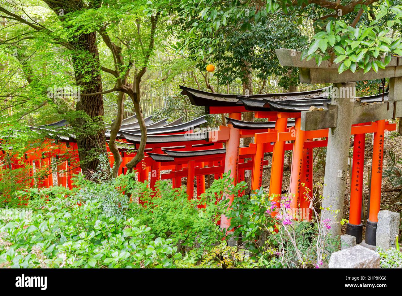 Sunny view of the Senbon Torii of Fushimi Inari-taisha at Kyoto, Japan ...