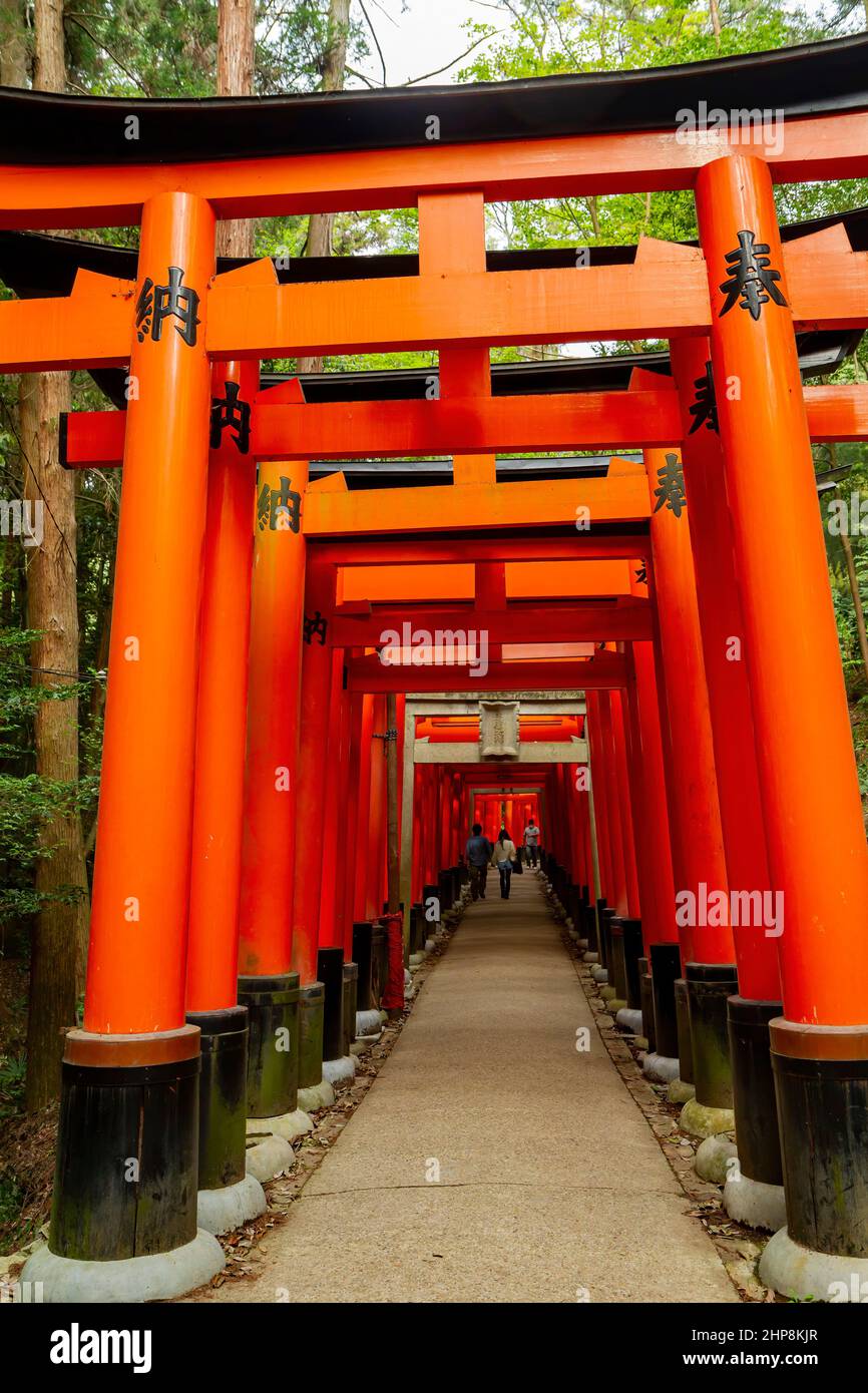 Sunny view of the Senbon Torii of Fushimi Inari-taisha at Kyoto, Japan ...