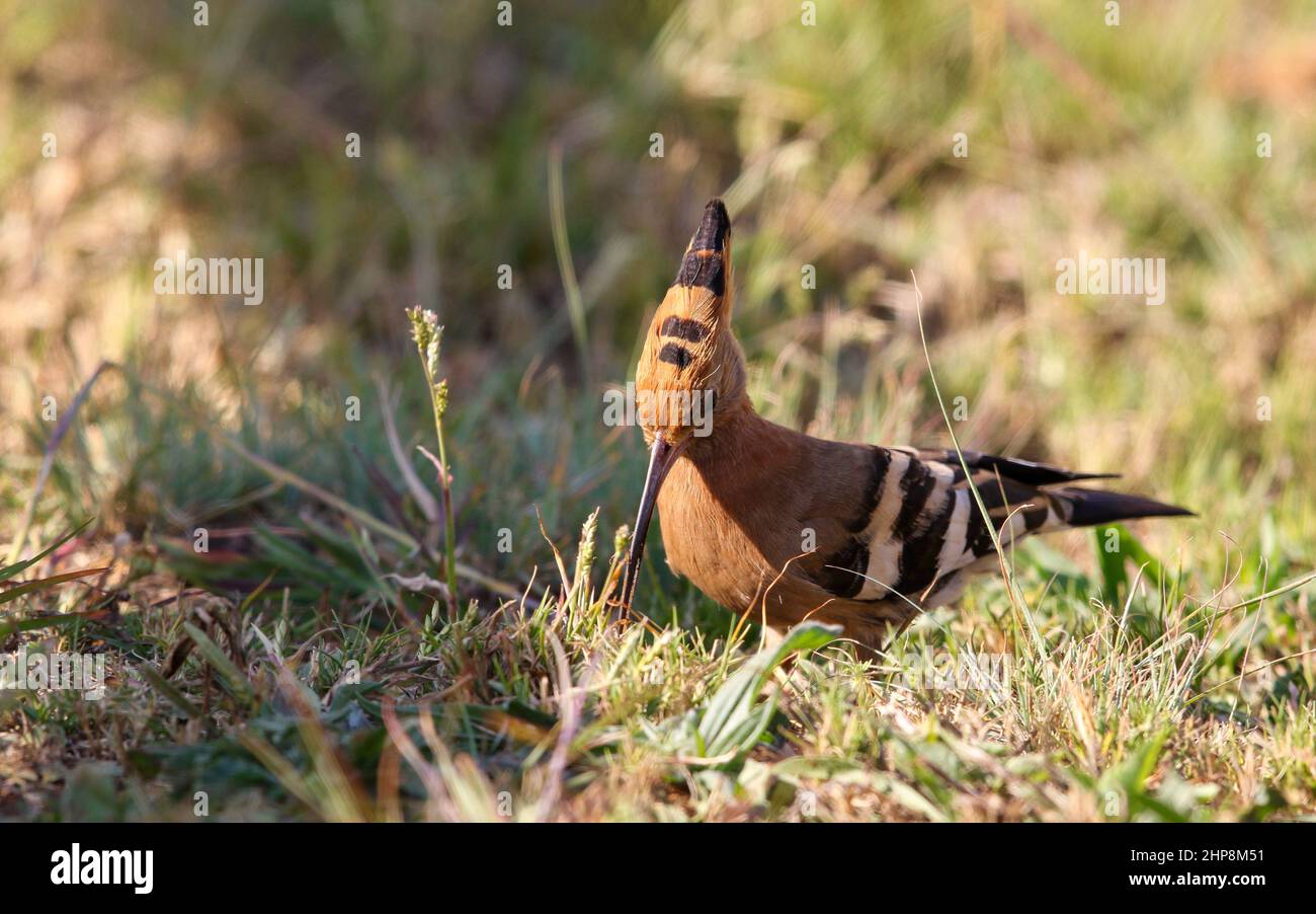 Hoopoe africa hi-res stock photography and images - Alamy