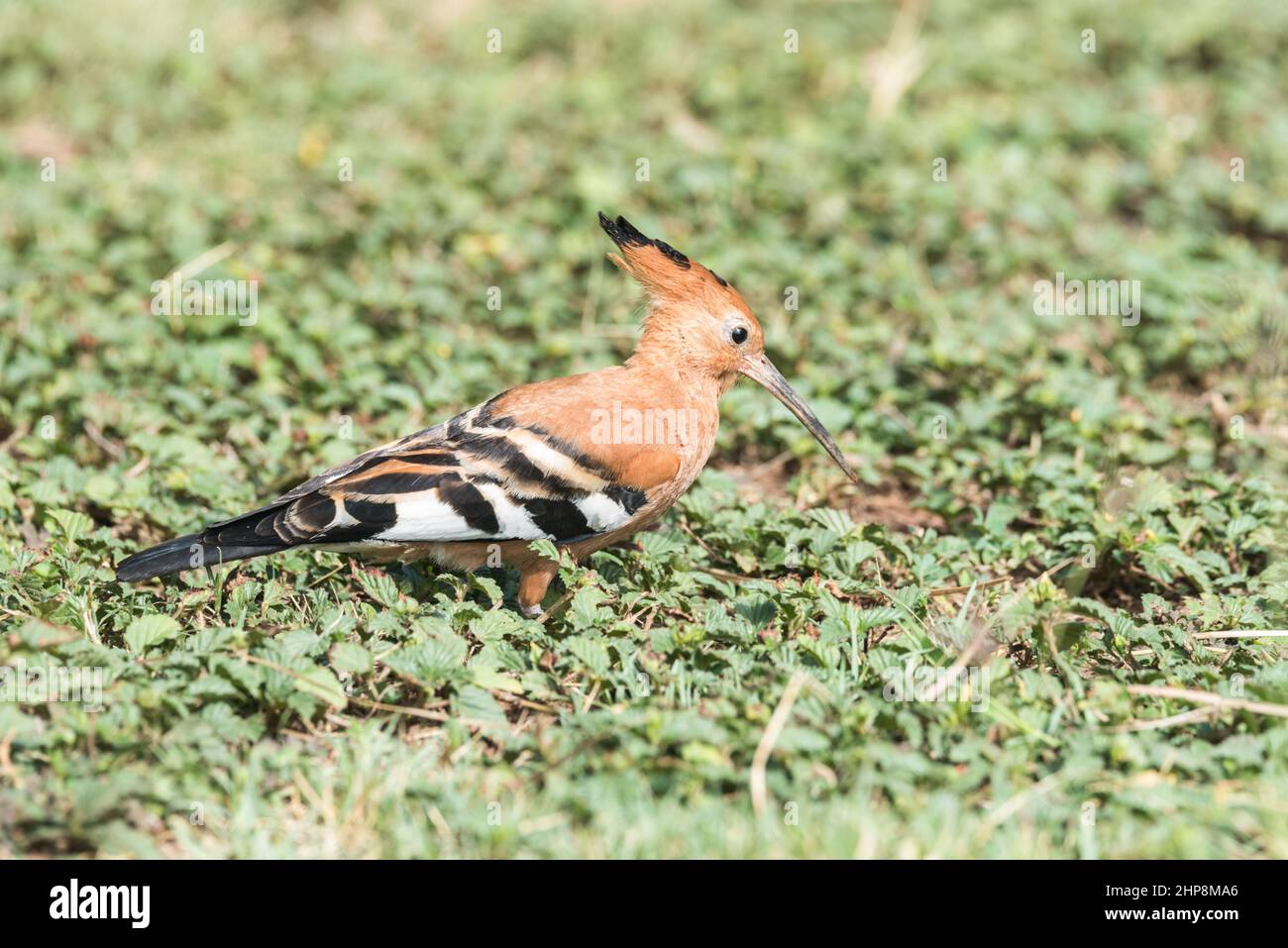 African Hoopoe (Upupa africana Stock Photo - Alamy