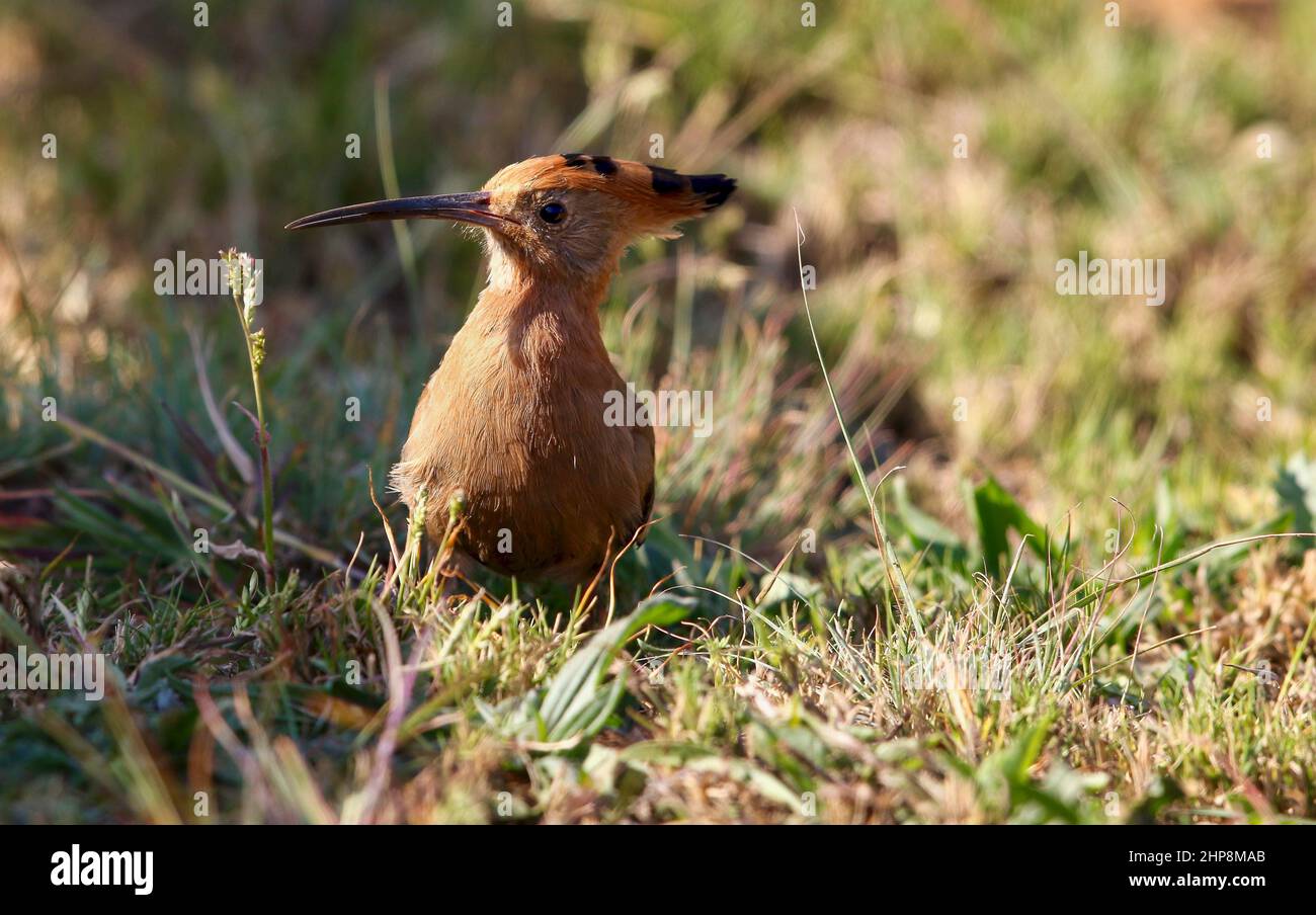 African Hoopoe, South Africa Stock Photo - Alamy