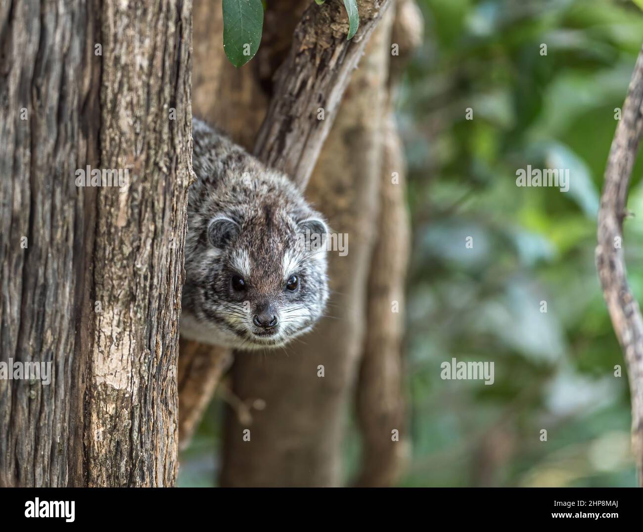 Hyrex sitting on a tree seen at Masai Mara,Africa Stock Photo - Alamy