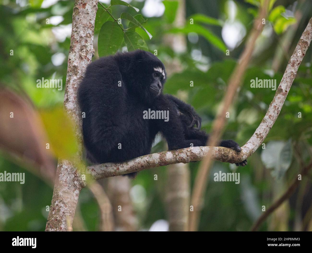 Hoolock gibbon india hi-res stock photography and images - Alamy