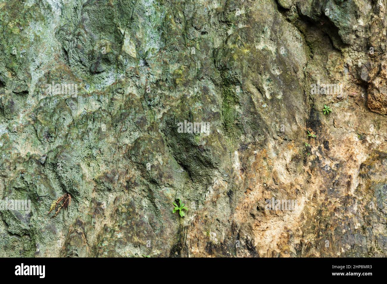 Green rocky cliff texture, natural gray stone wall, background photo ...