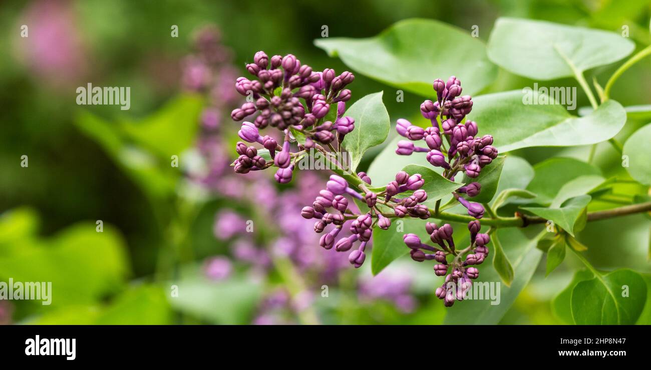 purple lilac plant in blossom. beautiful green floral nature background ...