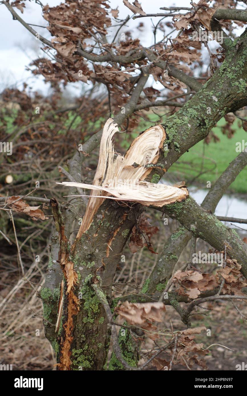 Small tree with a broken branch after storm Stock Photo - Alamy