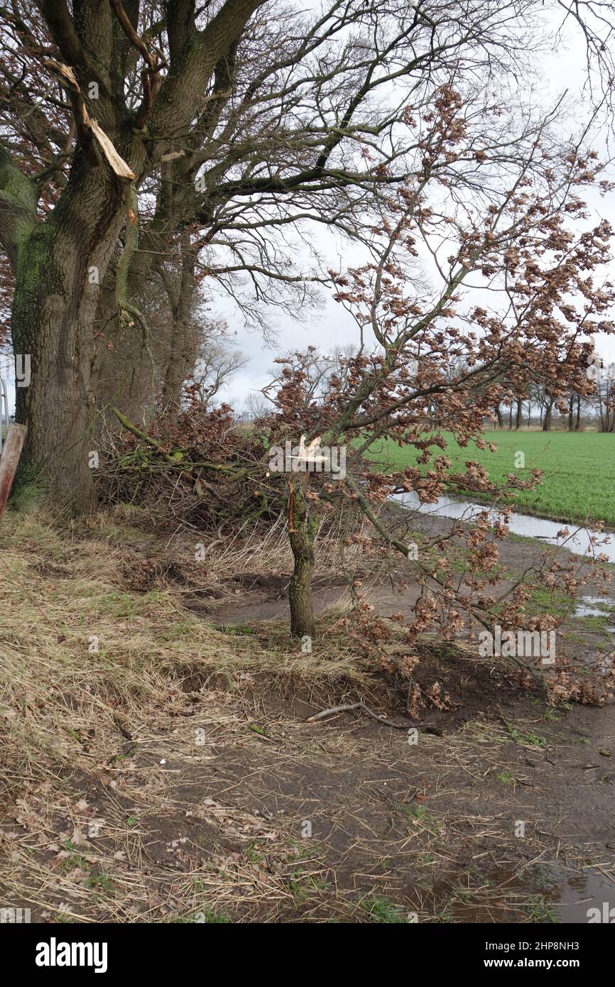 Small tree with a broken branch after storm Stock Photo - Alamy
