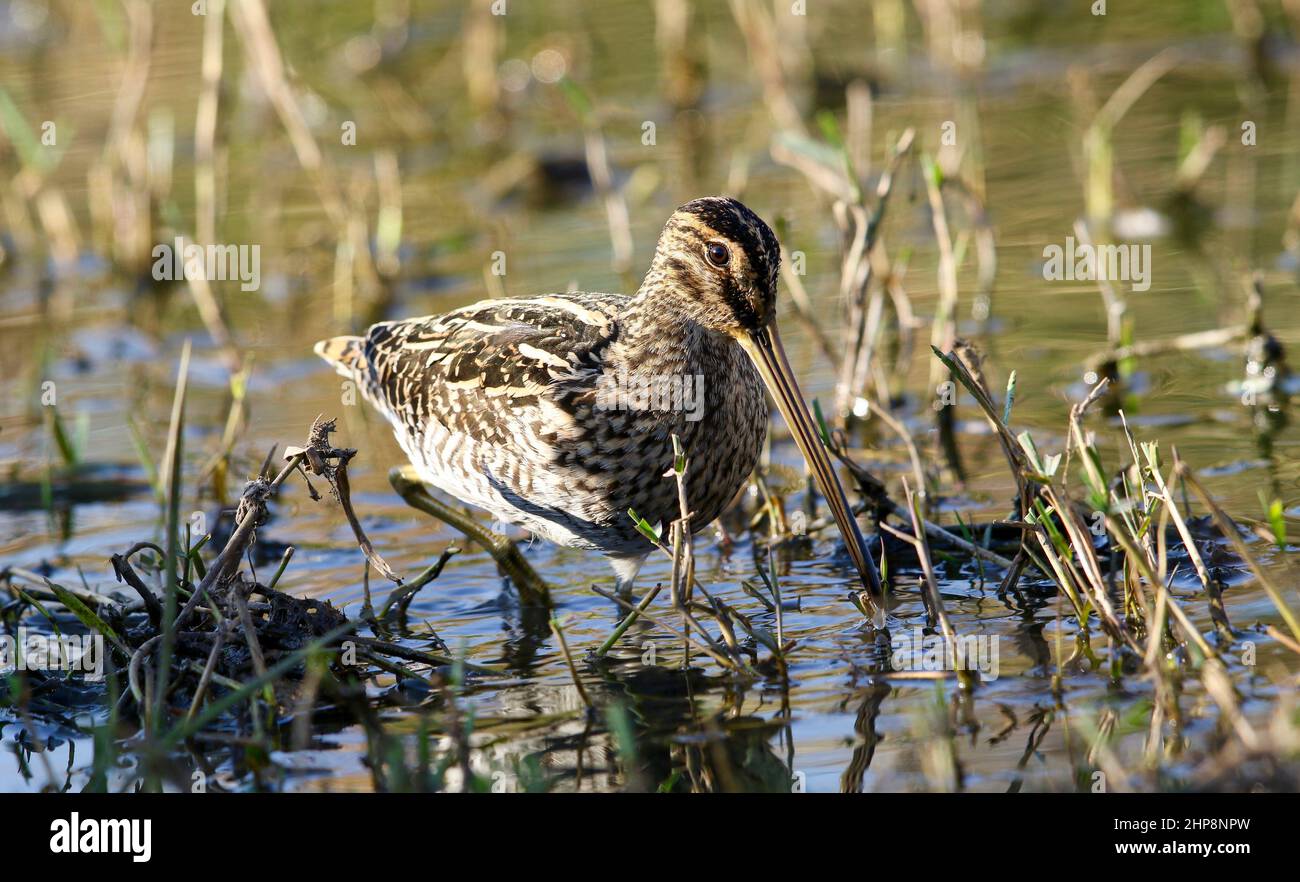 African Snipe, South Africa Stock Photo - Alamy