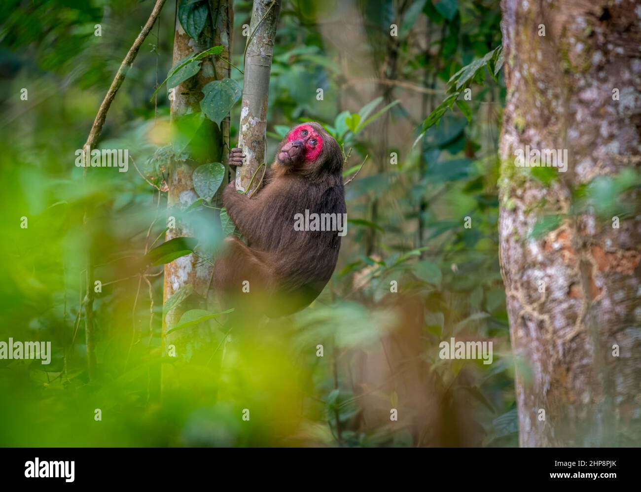 Assam macaque hi-res stock photography and images - Alamy