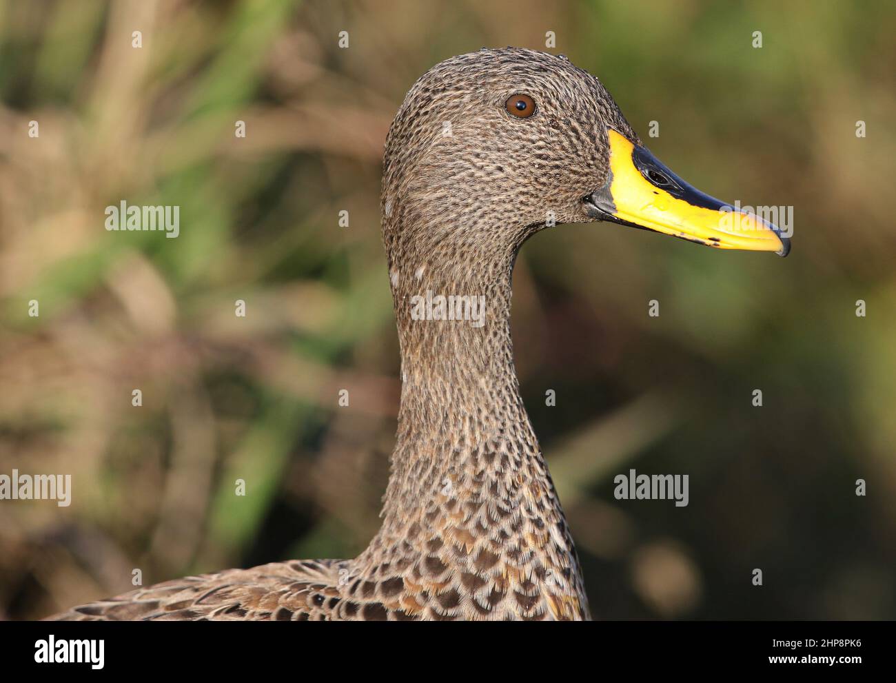 African yellow billed duck hi-res stock photography and images - Alamy