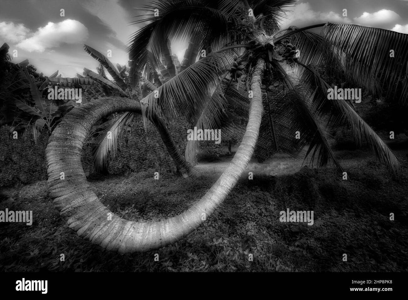 Twisted palm tree. Hawaii, The Big Island Stock Photo - Alamy