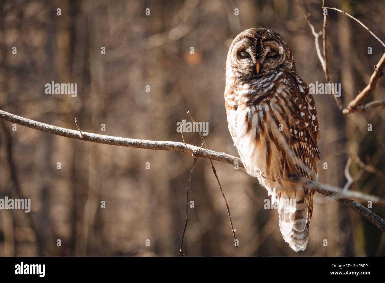 Sleepy owl sunbathing Stock Photo - Alamy