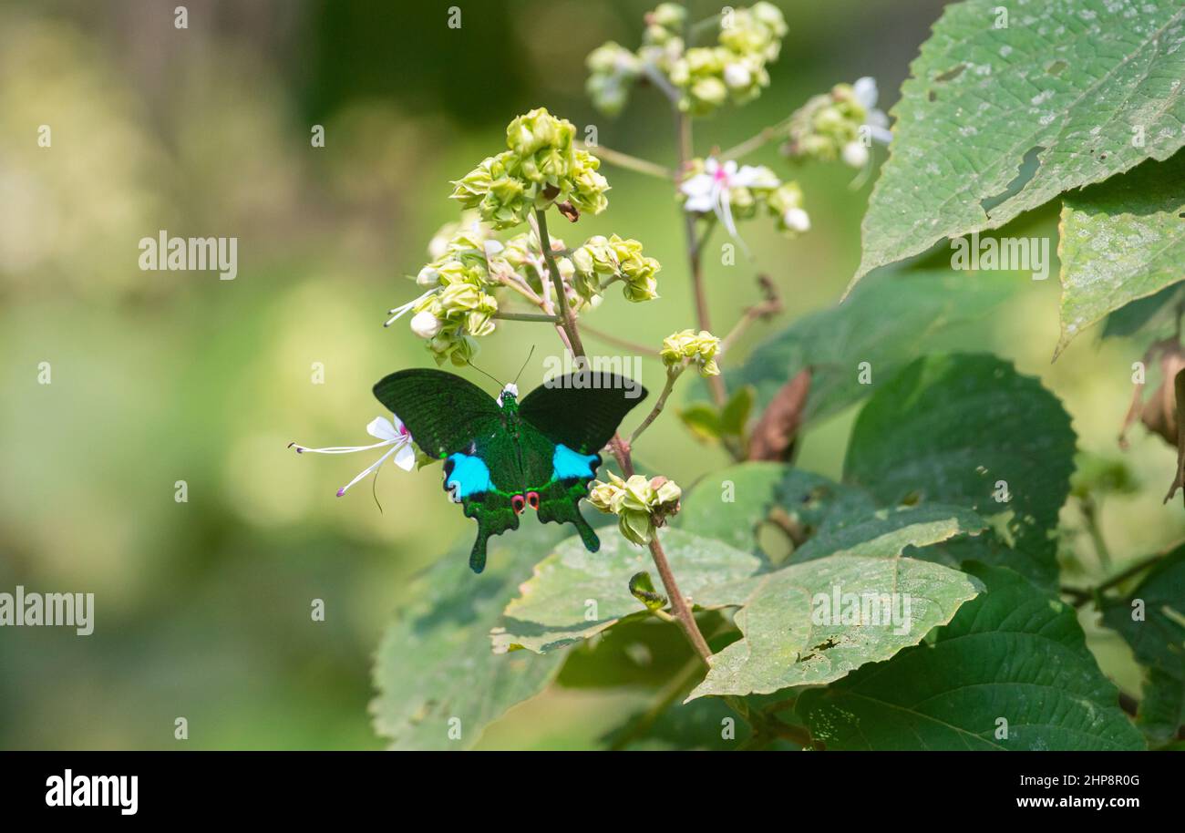 Paris peacock butterfly hi-res stock photography and images - Alamy