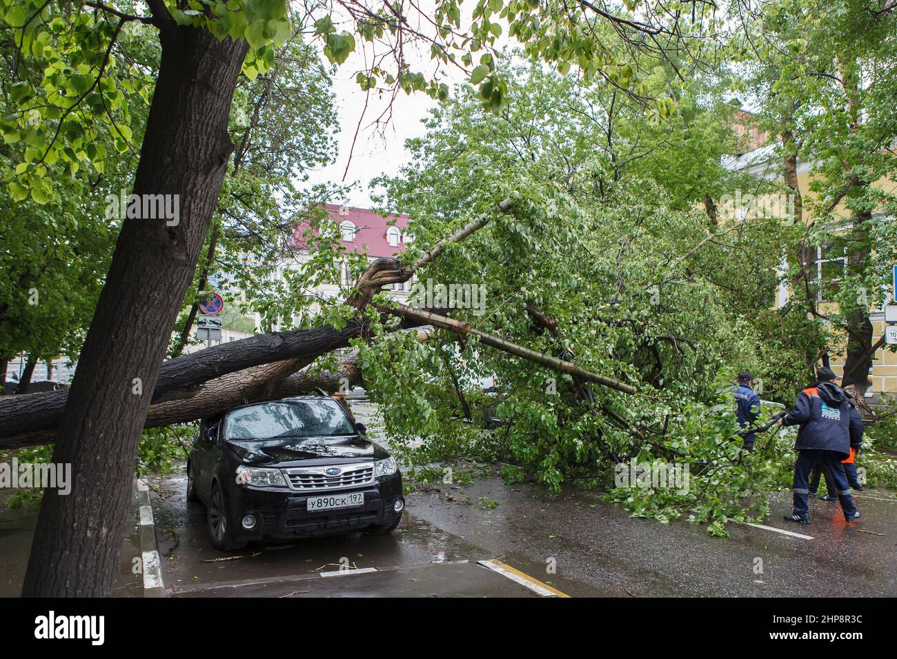 Rain damage tree roots hi-res stock photography and images - Alamy