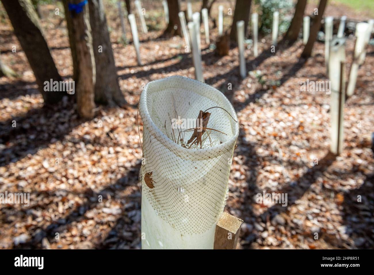 Netting tree hi-res stock photography and images - Alamy