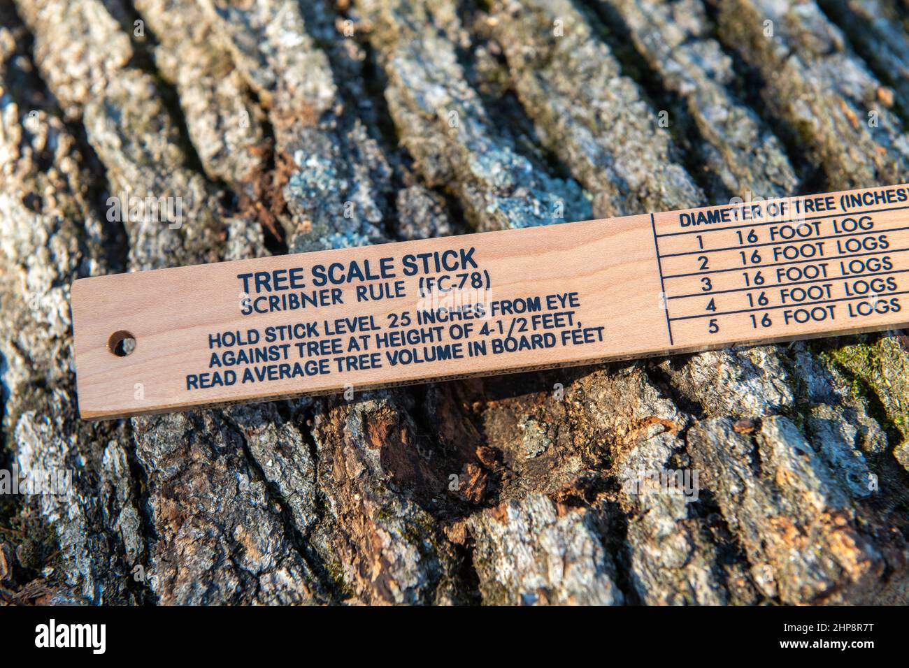 Tree scale stick hi-res stock photography and images - Alamy