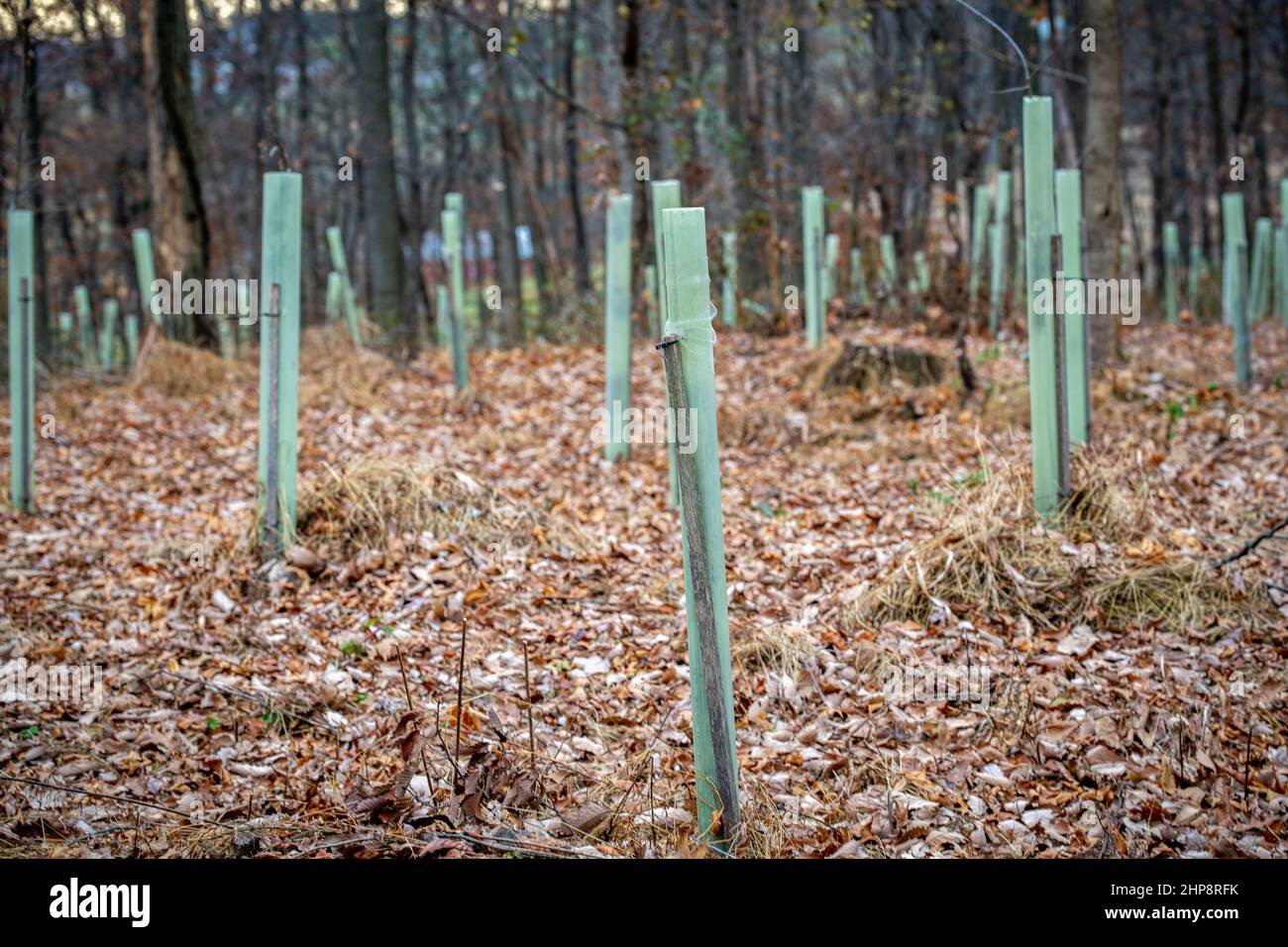 Tree saplings in tubing Stock Photo - Alamy