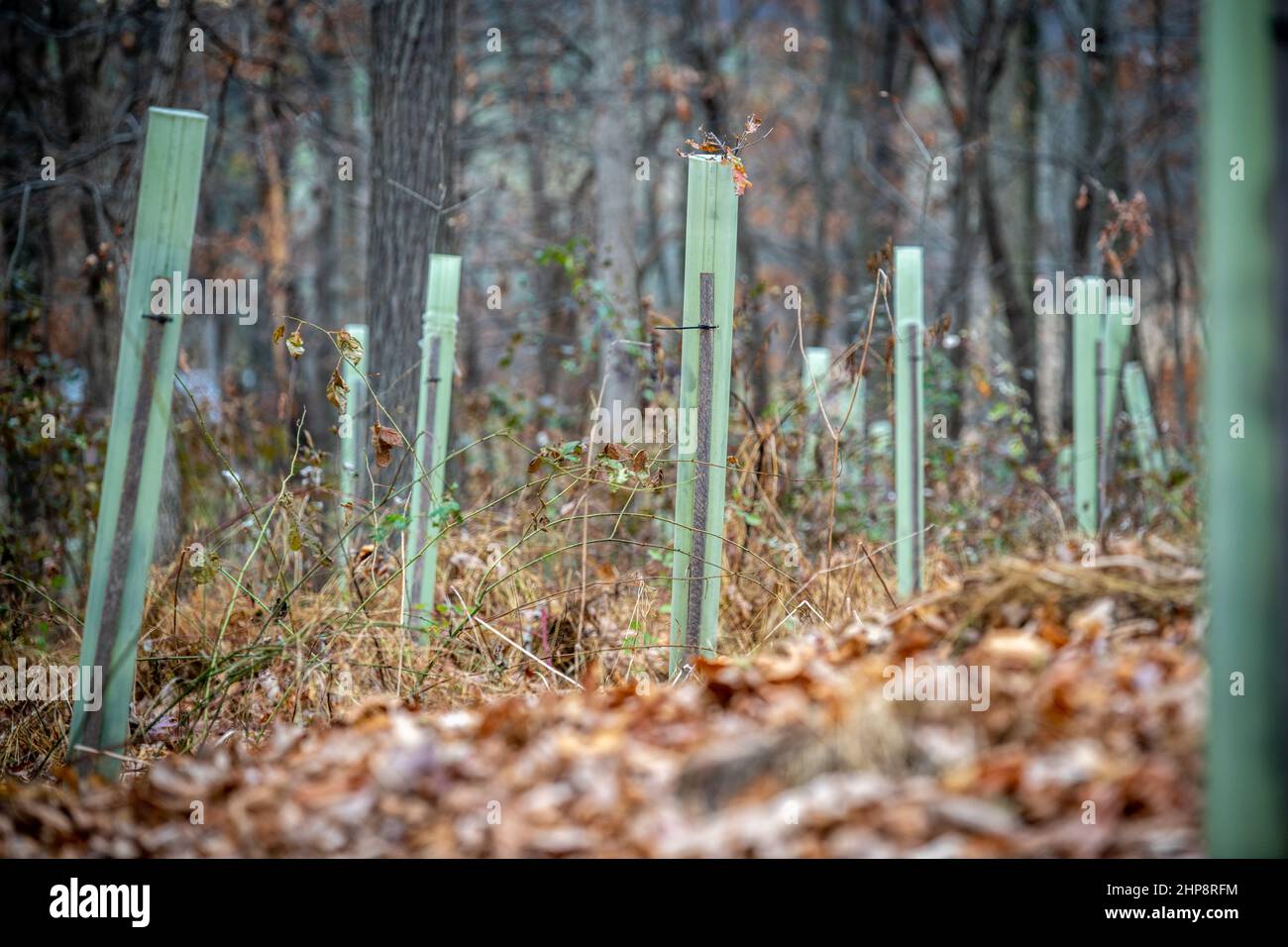 Tree tubing hi-res stock photography and images - Alamy