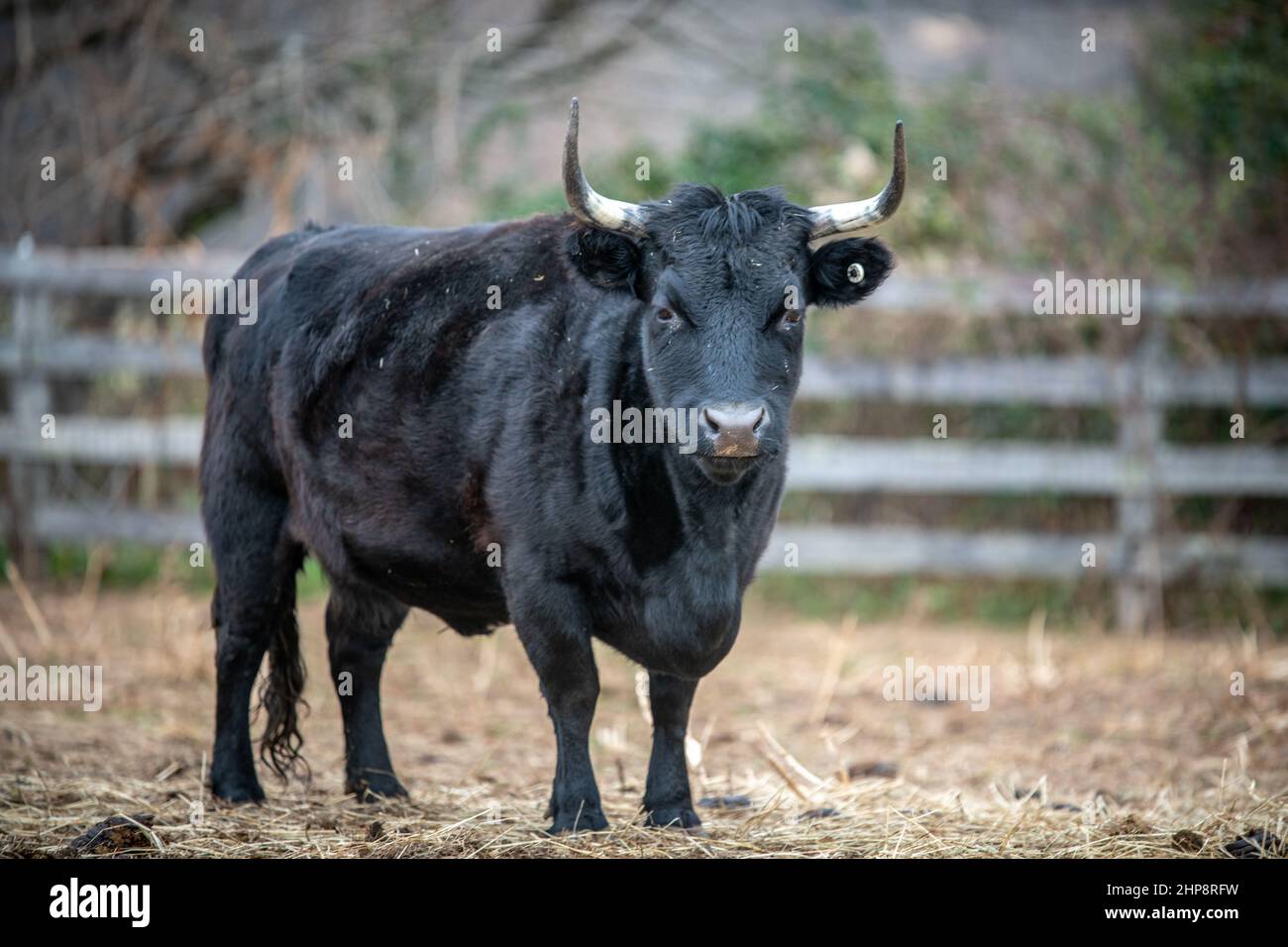 Dexter cattle bull Stock Photo - Alamy