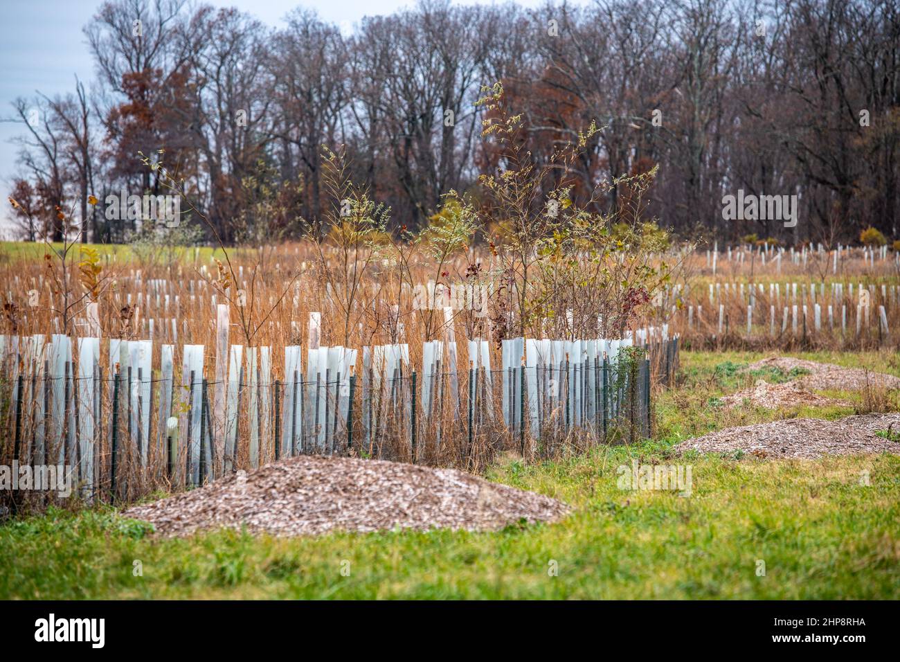 Saplings fence hi-res stock photography and images - Alamy