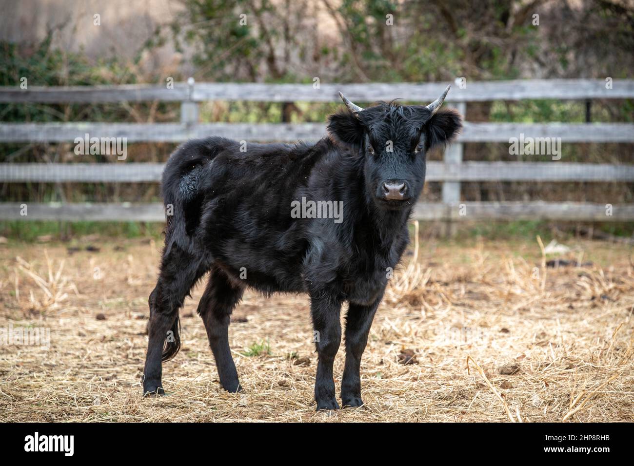 Dexter cattle calf Stock Photo - Alamy