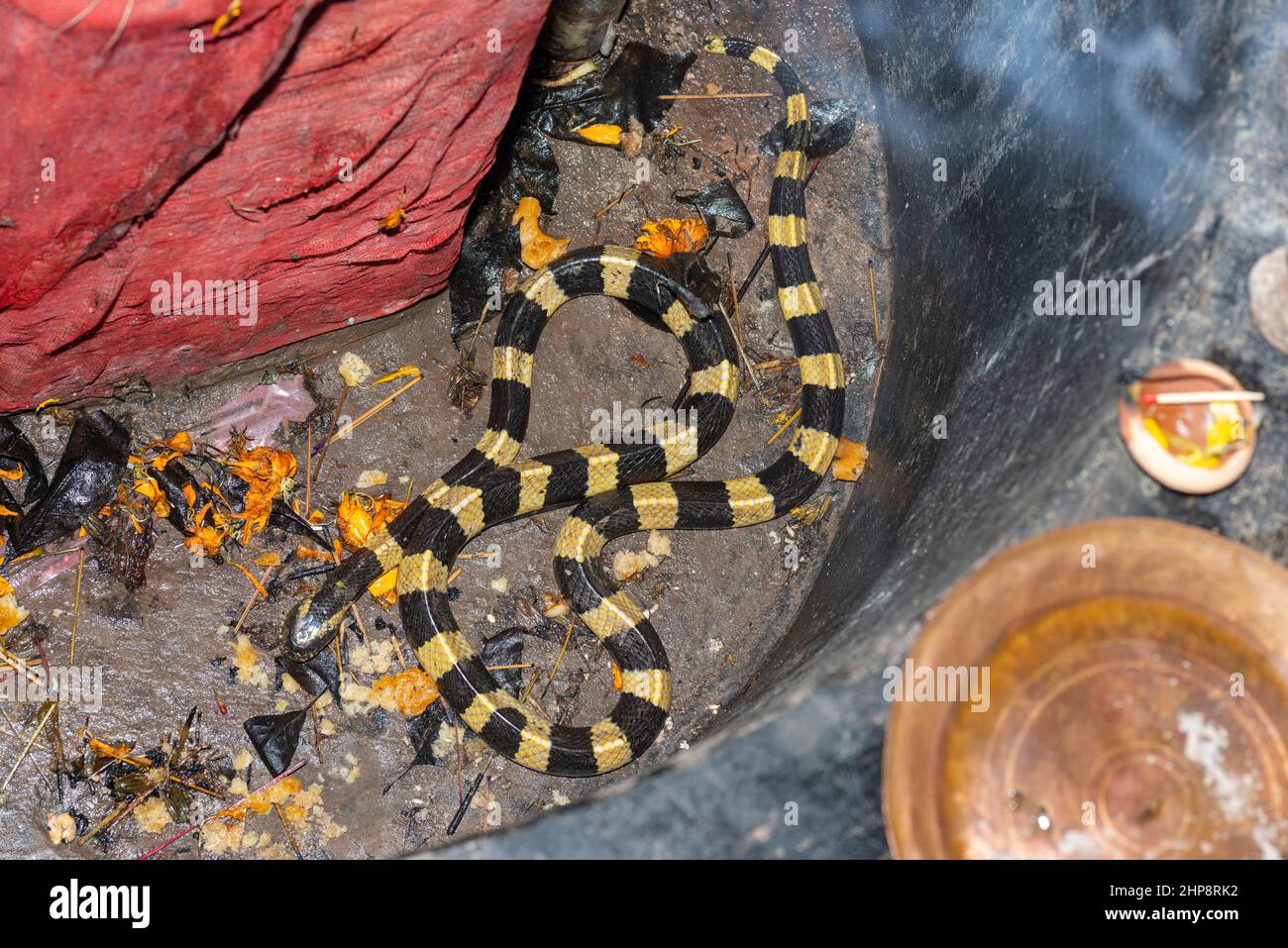 Banded Krait Snake seen in a temple at Hoollongapar Gibbon Sanctuary ...