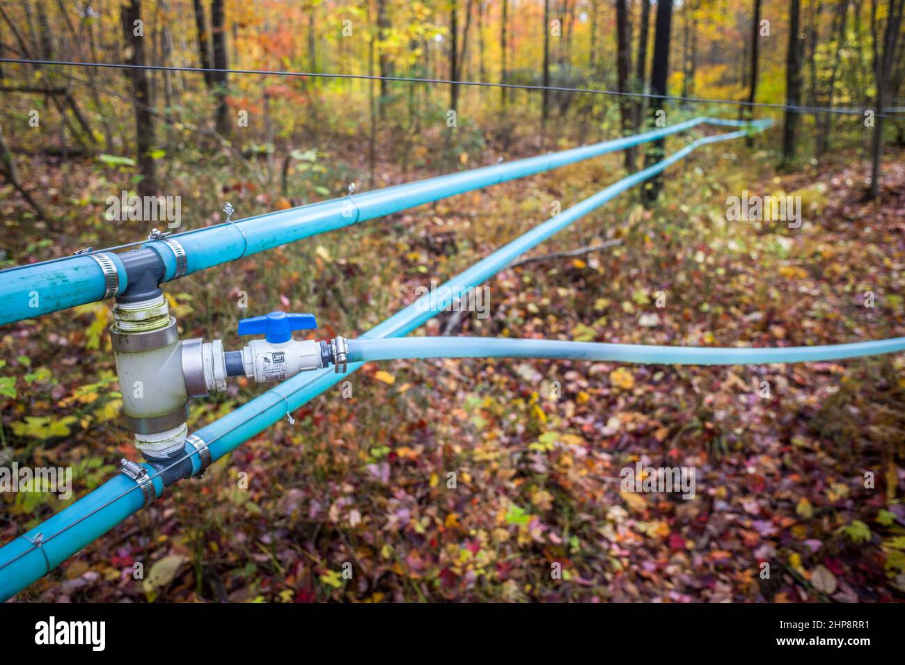 maple syrup tubing Stock Photo - Alamy