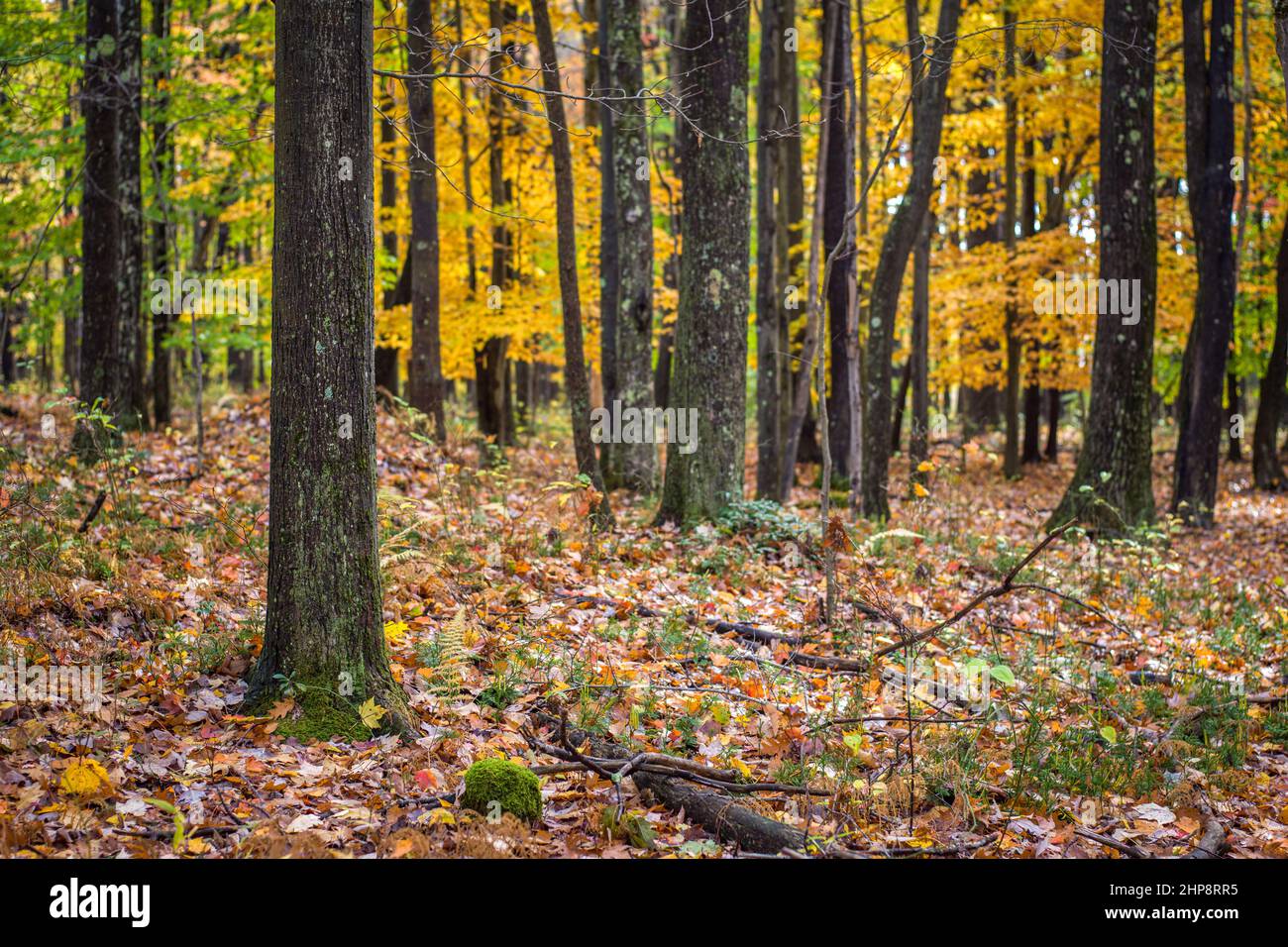 fall forest foliage Stock Photo - Alamy