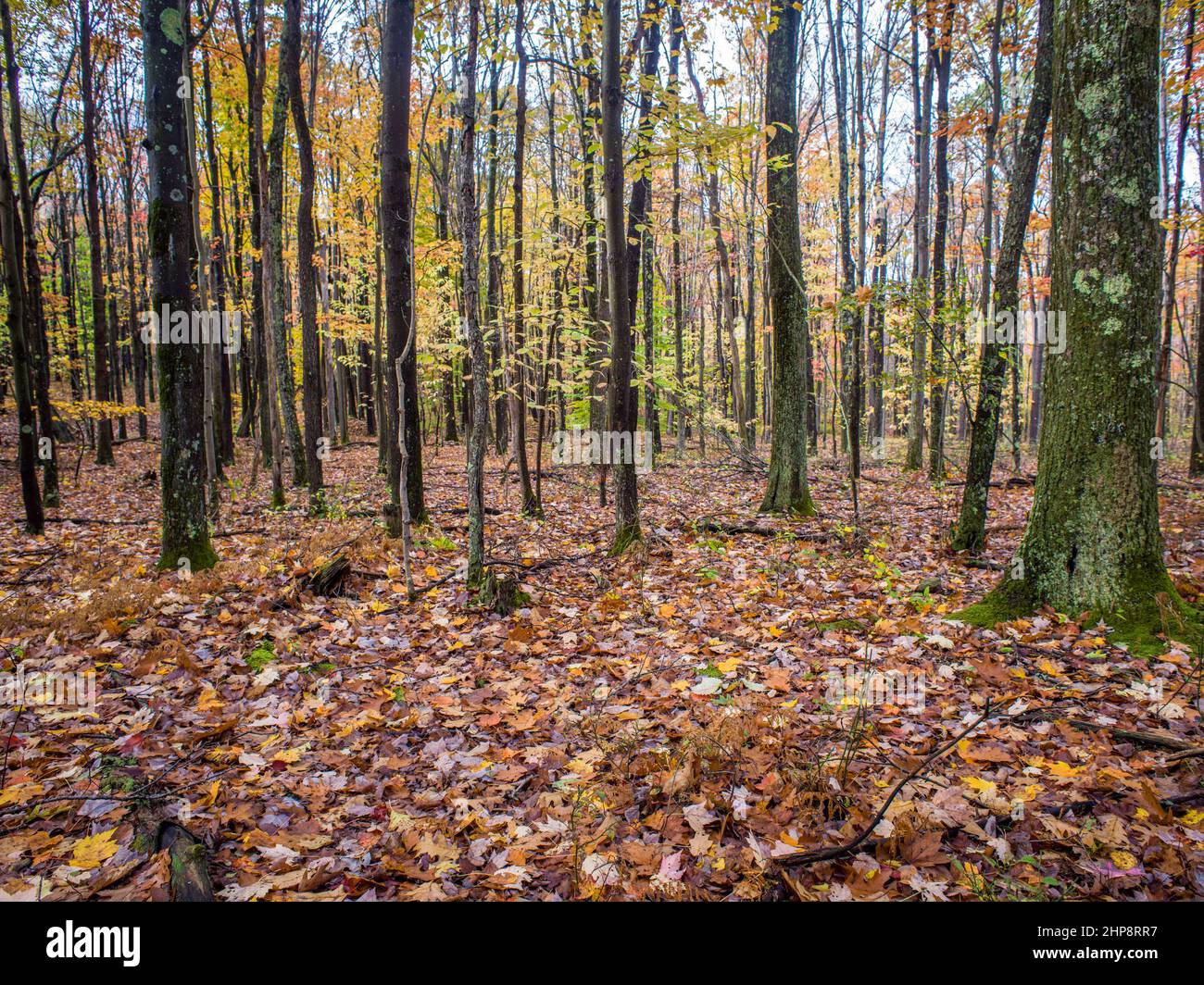 fall forest foliage Stock Photo - Alamy