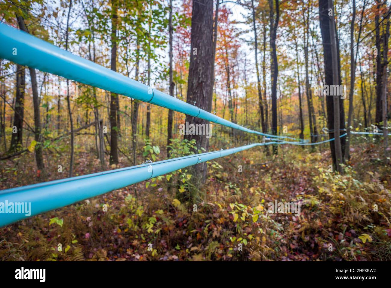 Maple sugar tubing maple sugar hi-res stock photography and images - Alamy
