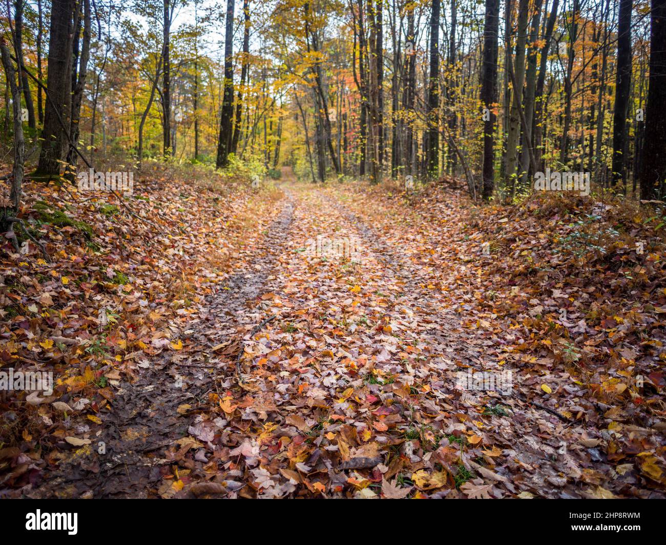 fall hiking trail Stock Photo - Alamy