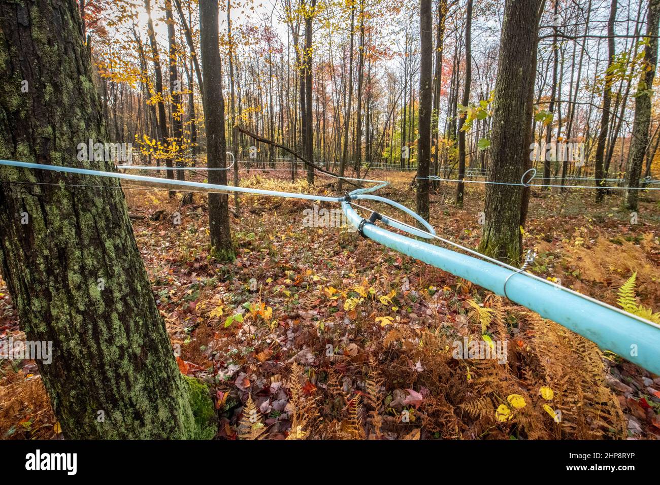 Sap tubing hi-res stock photography and images - Alamy