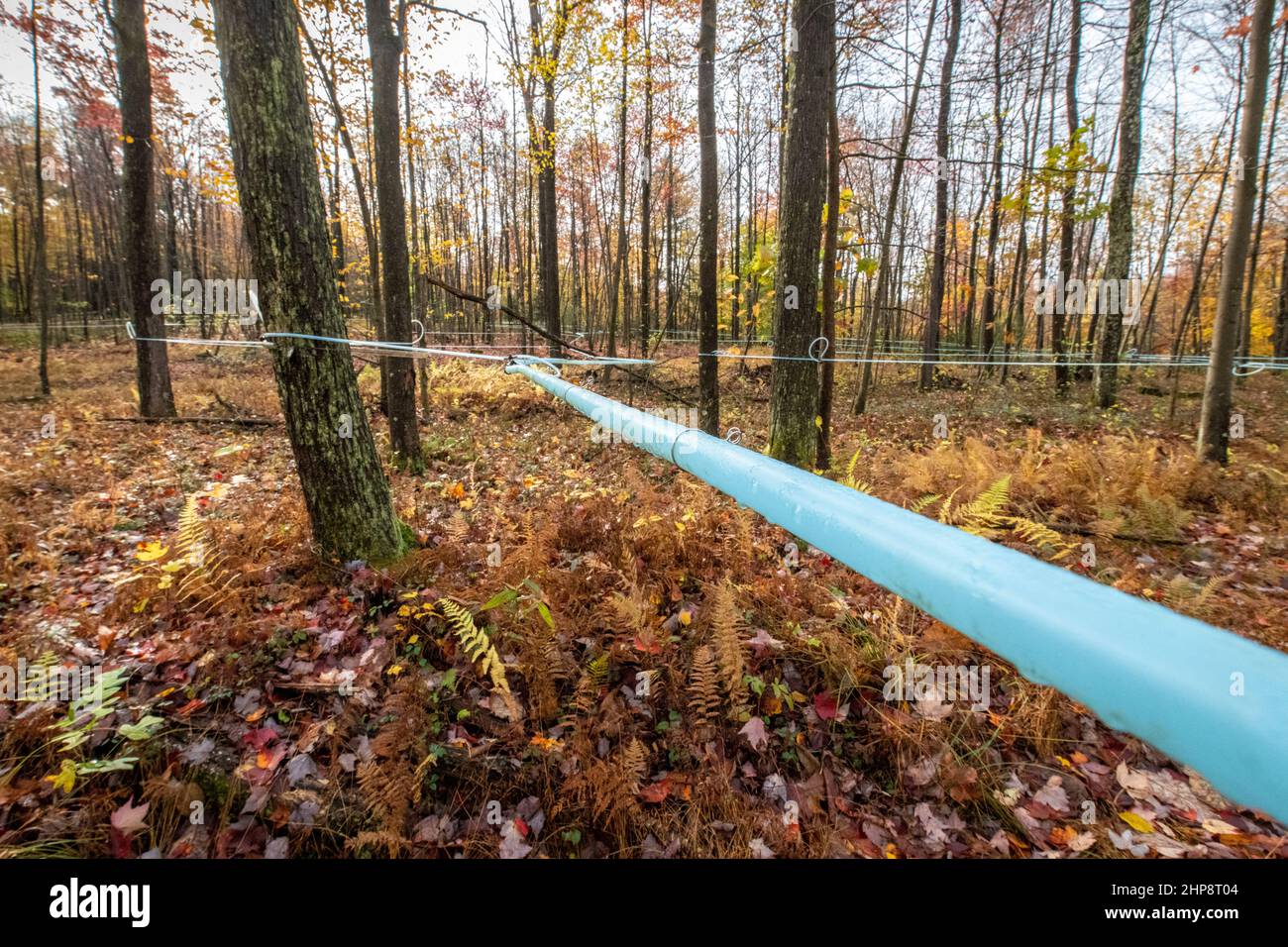maple syrup tubing Stock Photo - Alamy