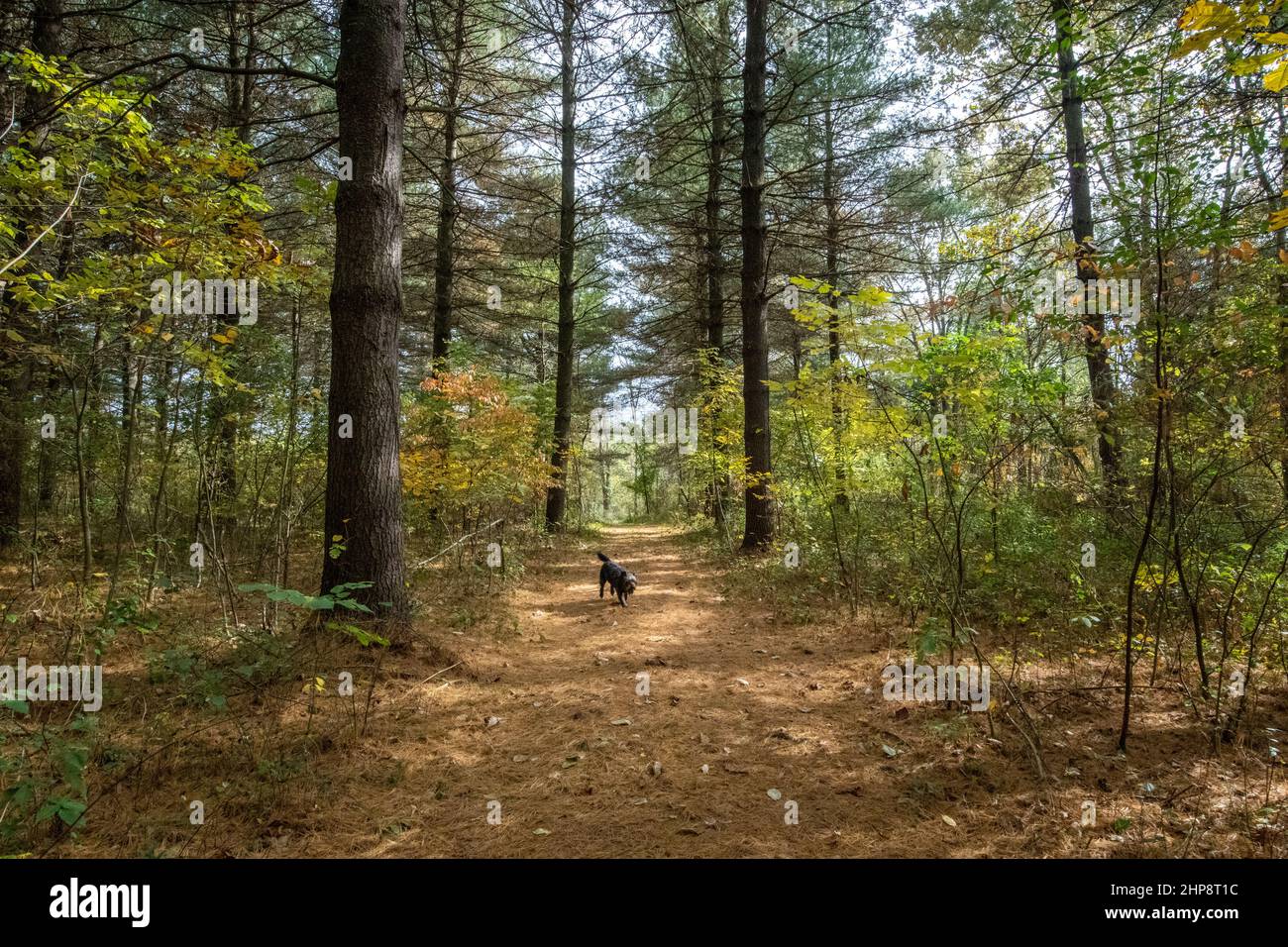 dog on hiking trail Stock Photo - Alamy
