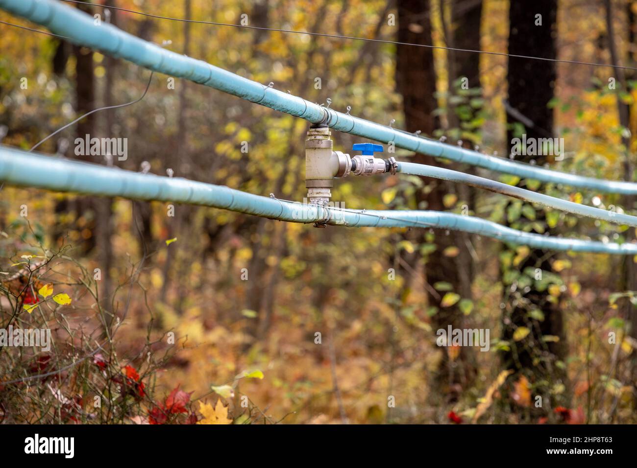 maple syrup tubing Stock Photo - Alamy